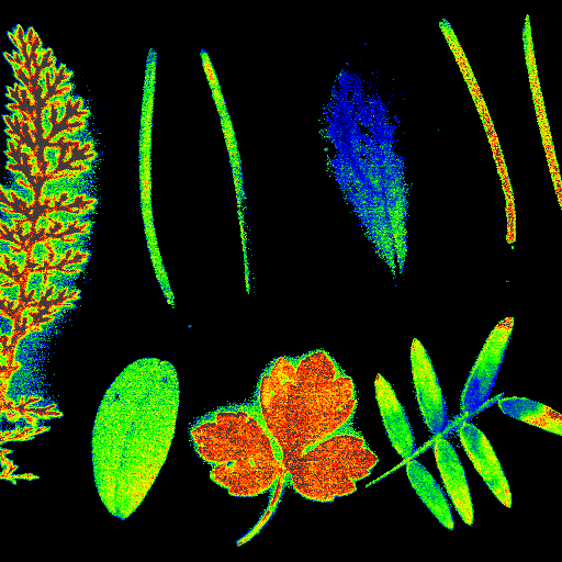 cropped-Light-in-darkness-Fluorescence-in-plants.bmp – Malnoë Lab